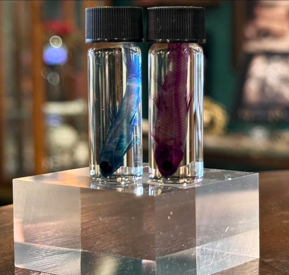 Diaphonized Fish (Blue) – Curio Cabinet of the Hudson Valley